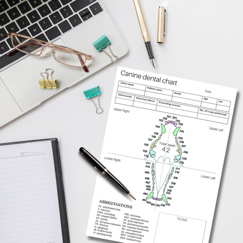 Canine and Feline Dental Charts - Etsy