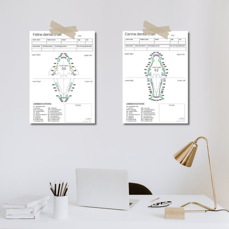 Canine and Feline Dental Charts - Etsy