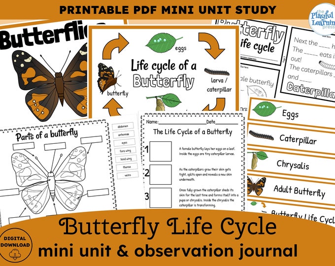 Real Painted Lady Butterfly Framed Taxidermy Vanessa Cardui - Etsy