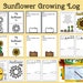 Sunflower Plant Life Cycle Unit and Sunflower Growing Log for ...
