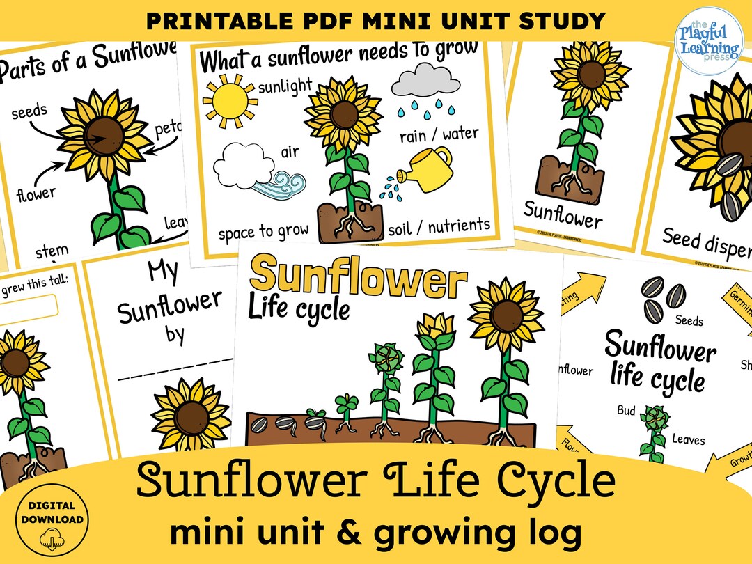 Sunflower Plant Life Cycle Unit and Sunflower Growing Log for ...