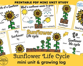 Sunflower Life Cycle Nature Study Printable - Etsy