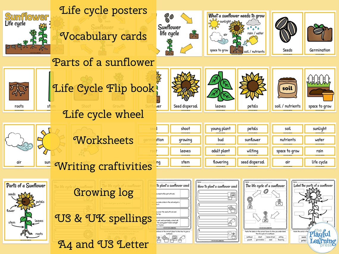 Sunflower Plant Life Cycle Unit and Sunflower Growing Log for ...