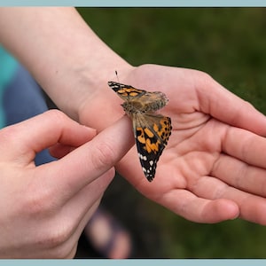 Painted Lady Butterfly Life Cycle Unit and Caterpillar Observation ...