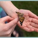 Painted Lady Butterfly Life Cycle Unit and Caterpillar Observation ...