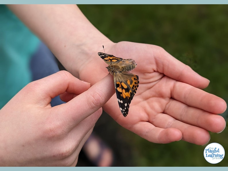 Painted Lady Butterfly Life Cycle Unit and Caterpillar Observation ...