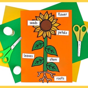 Sunflower Plant Life Cycle Unit and Sunflower Growing Log for ...