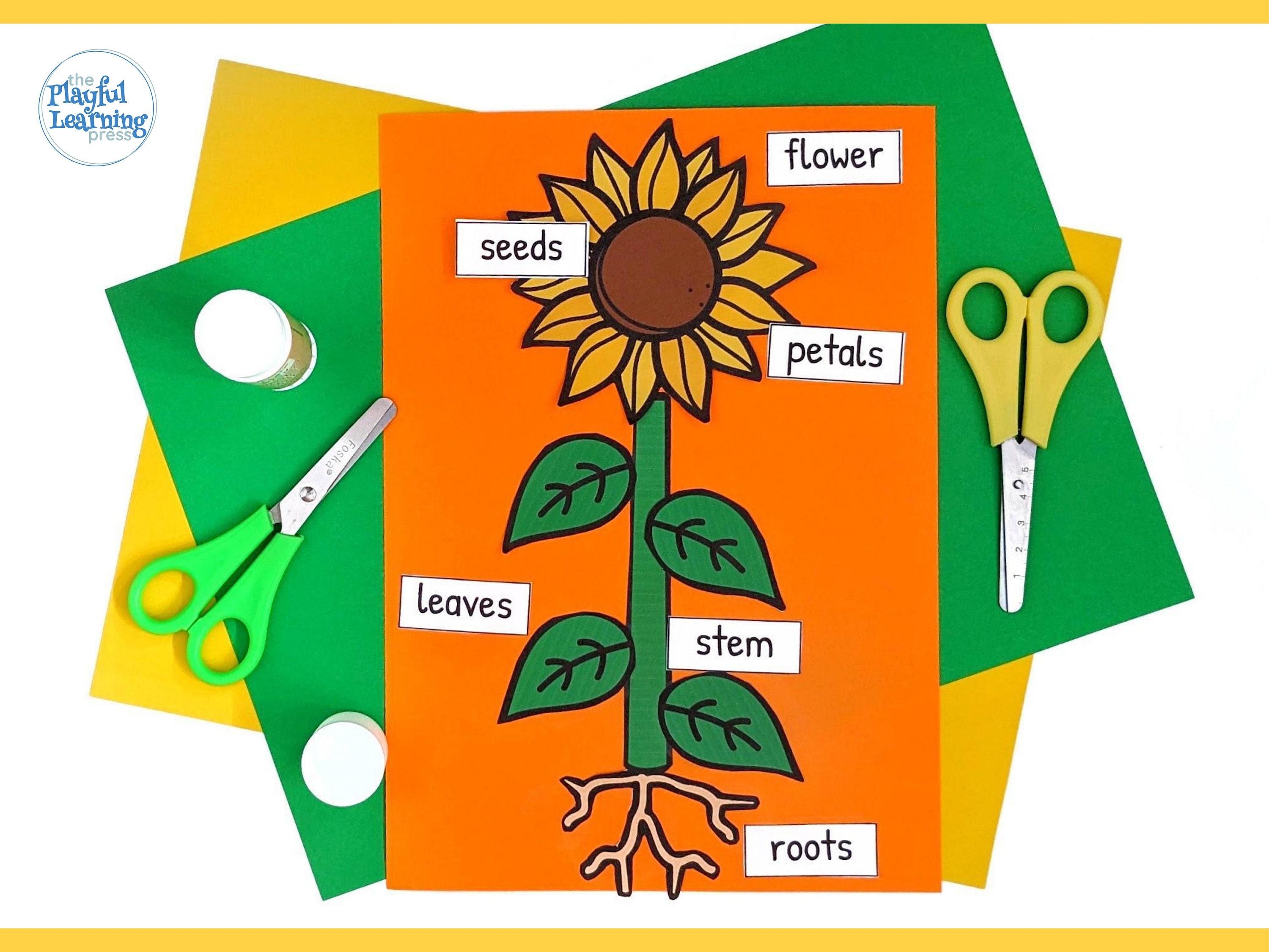Sunflower Plant Life Cycle Unit and Sunflower Growing Log for ...