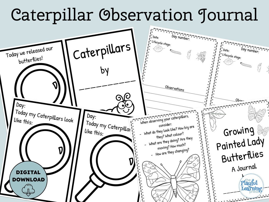 Painted Lady Butterfly Life Cycle Unit and Caterpillar Observation ...