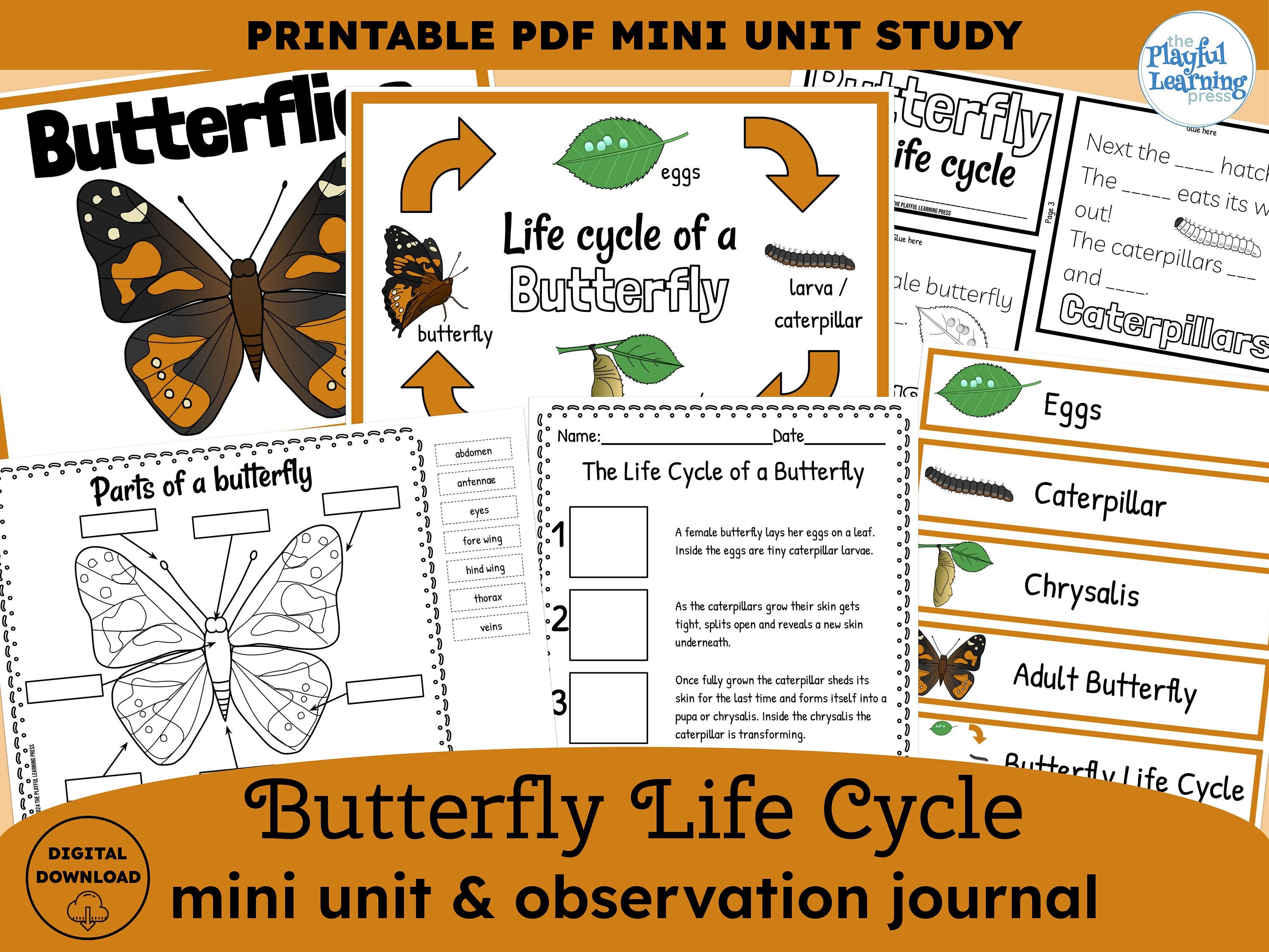 Painted Lady Butterfly Life Cycle Unit and Caterpillar Observation ...