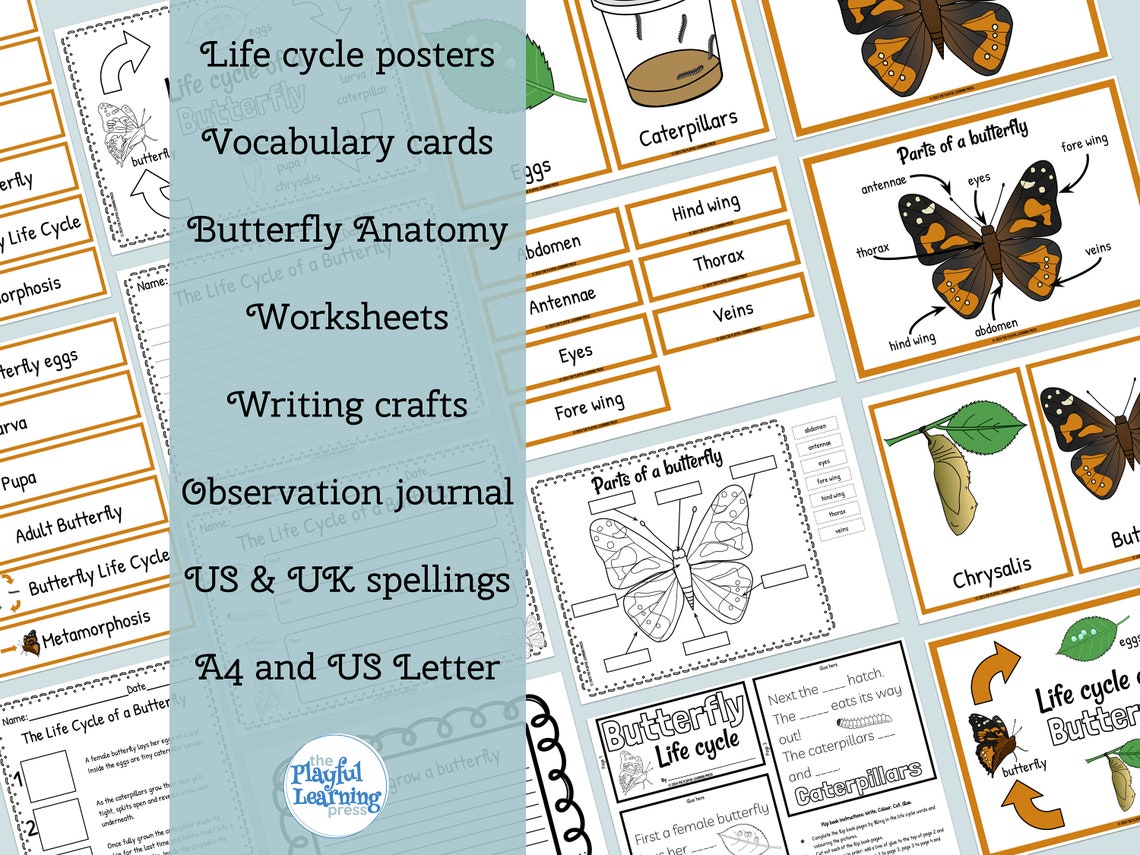 Painted Lady Butterfly Life Cycle Unit and Caterpillar Observation ...
