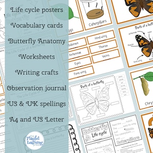 Painted Lady Butterfly Life Cycle Unit and Caterpillar Observation ...