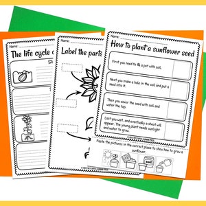 Sunflower Plant Life Cycle Unit and Sunflower Growing Log for ...