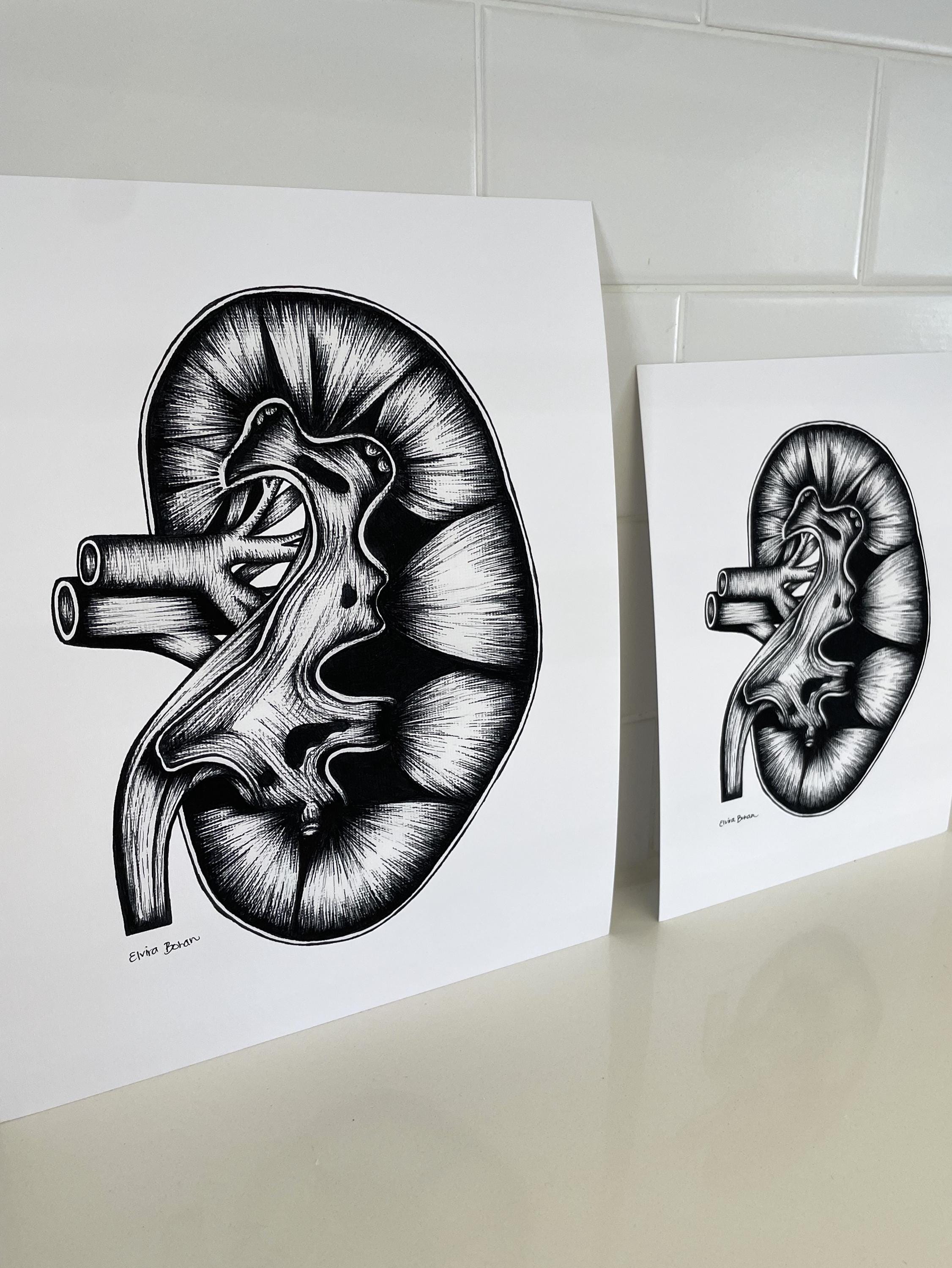 Human Kidney Fine Art Print .anatomy Drawing. Medical Poster. Urinary ...