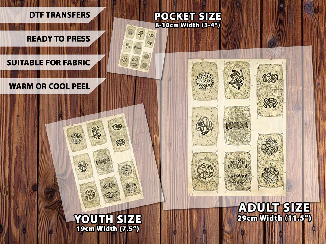 Vintage Mitosis Cell Division Drawing Biology Teacher Major Premium Dtf ...