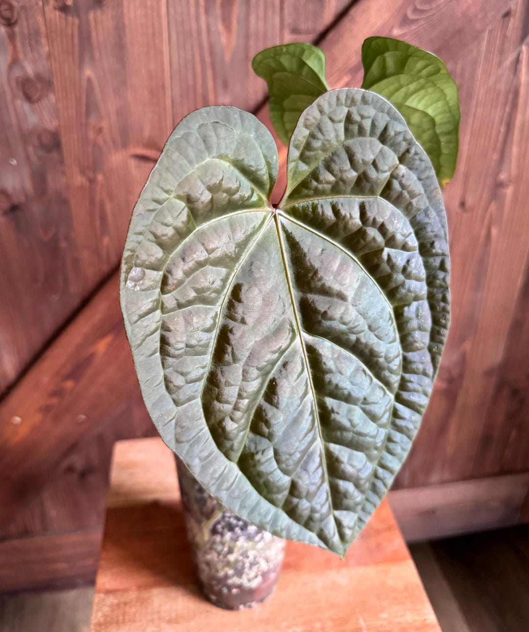 Anthurium Silver Blush X Lux - Etsy