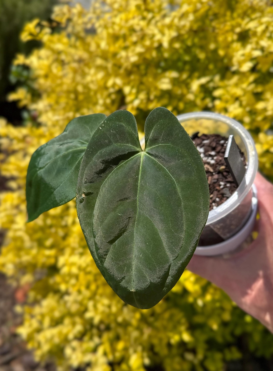 Anthurium Var. Pap X X Dorito Port - Etsy