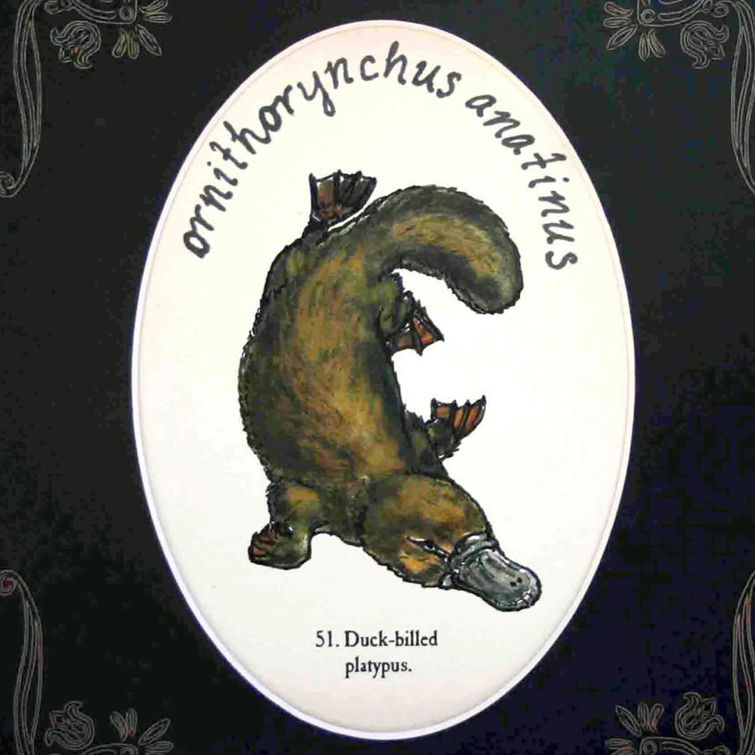 8"x10" Platypus Print With Custom Mat - Etsy
