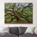 Charleston Angel Oak Tree Canvas Wall Art Iconic Posters Prints ...