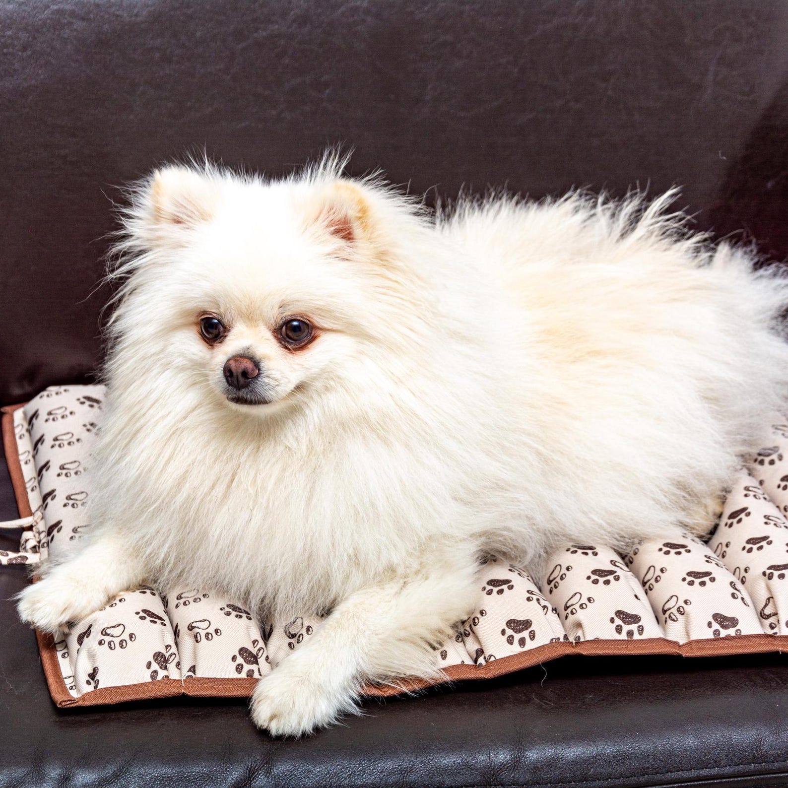 Waterproof Travel Dog Bed: Portable Pet Mat With Handle - Etsy