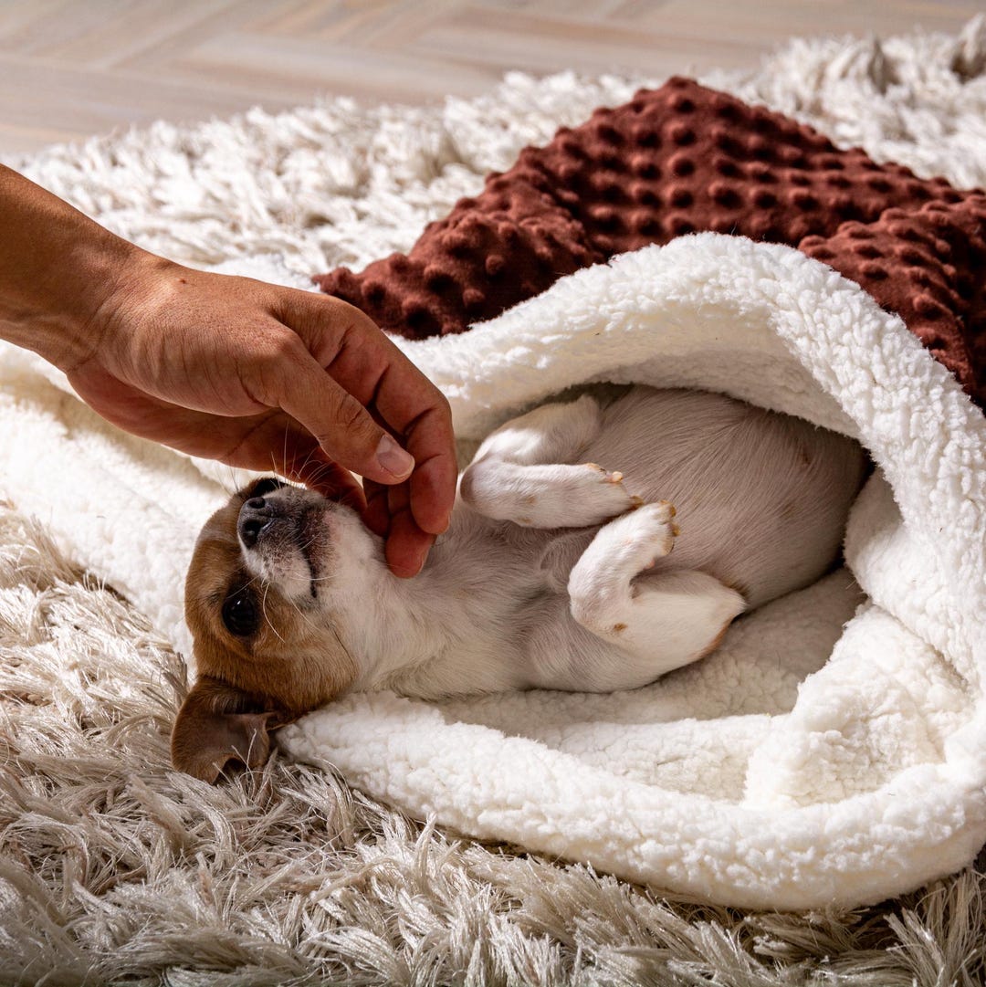 Dog Snuggle Sack: Velour & Sherpa Burrow Bed for Cats/small Dogs - Etsy