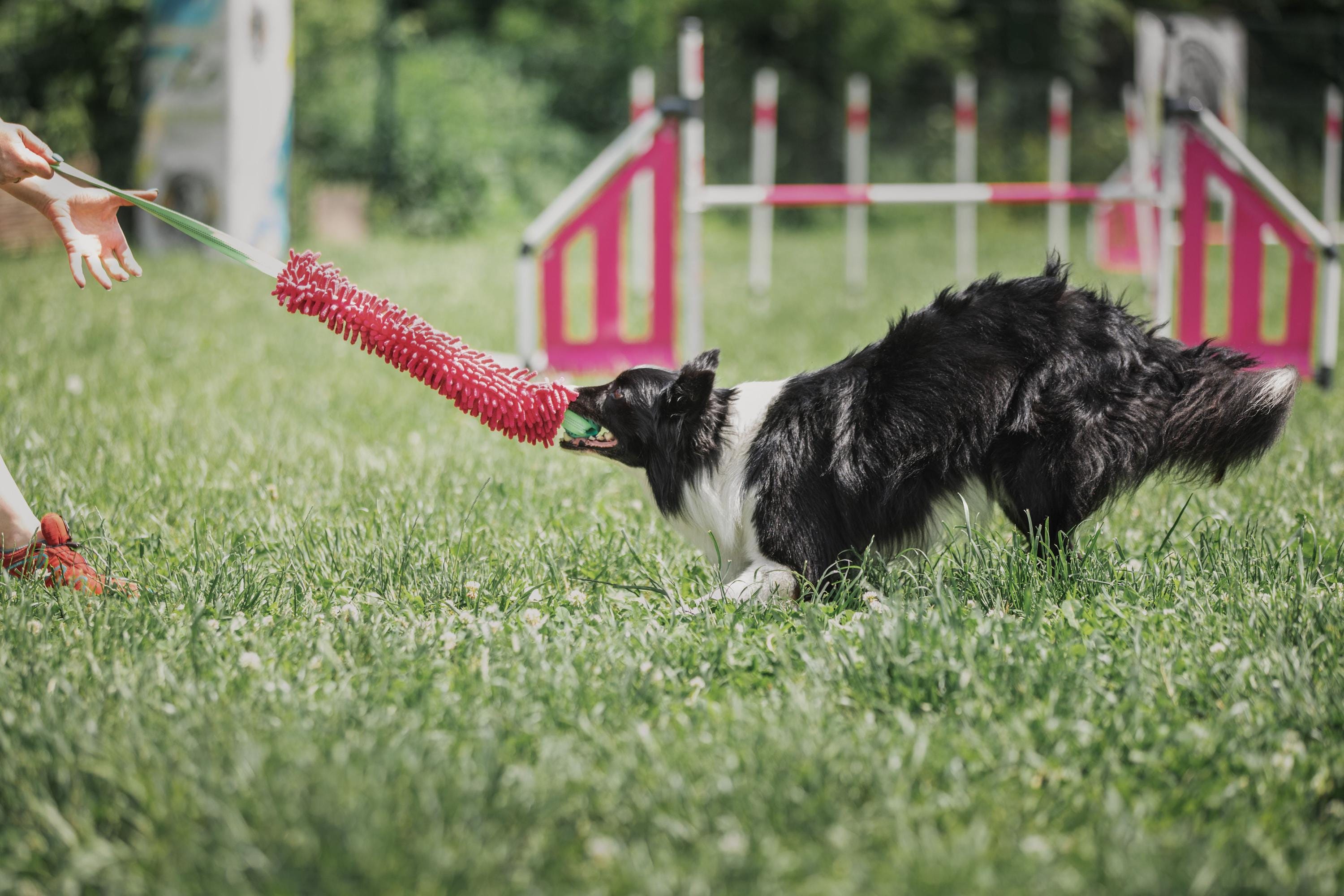 Mop Dog Tug Toy With Ball, Agility Training - Etsy