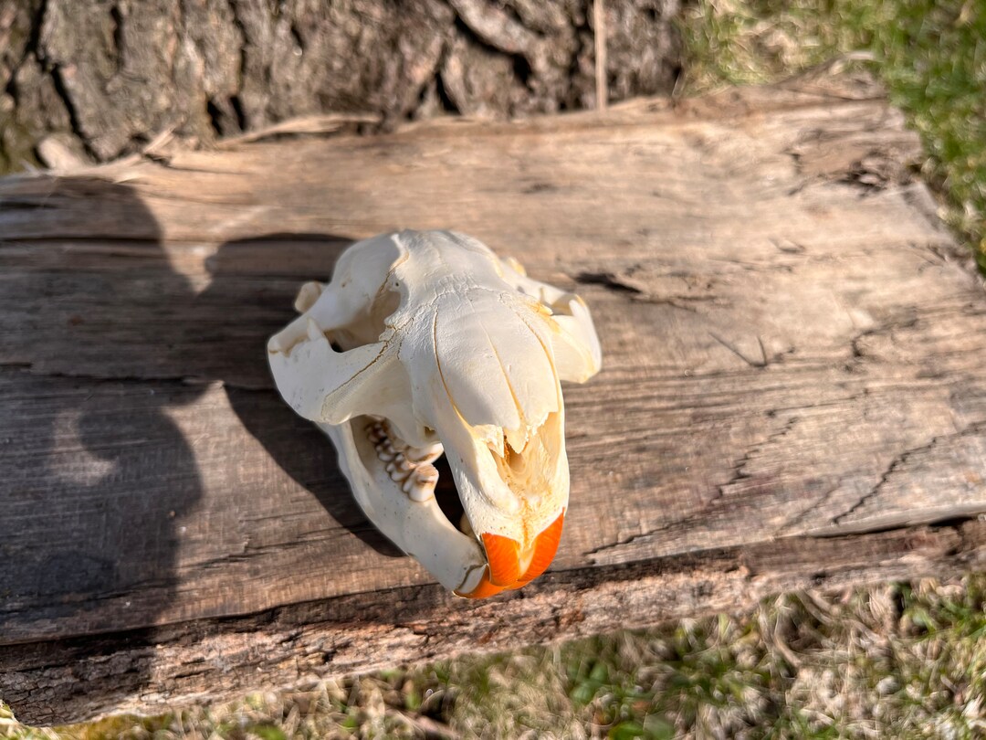 Beaver Skull, Whitening Skull, Real Skull, Authentic Handmade // Crâne ...