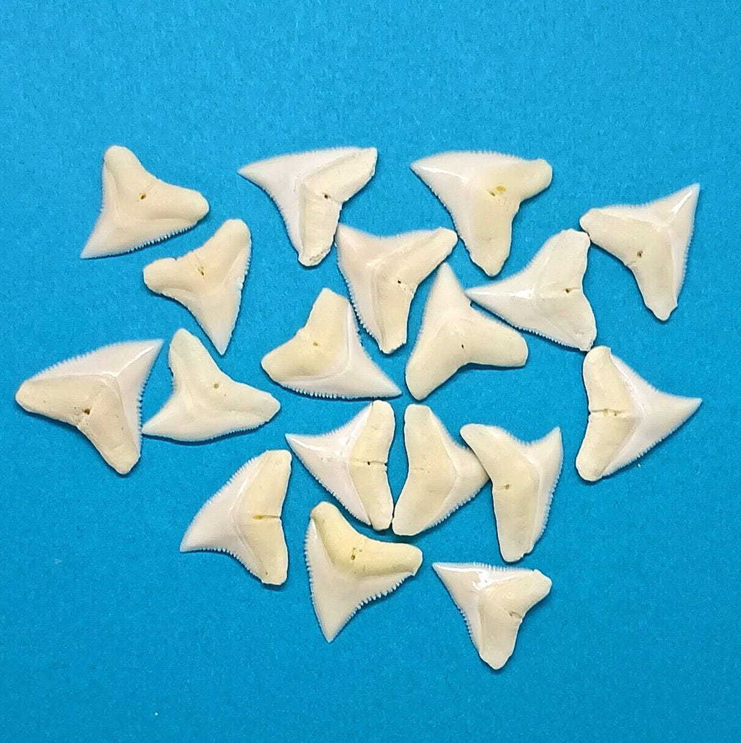 Sharks Teeth, LOTS, Size 16mm 5/8-inch, Upper Jaw Shark Tooth, Craft ...