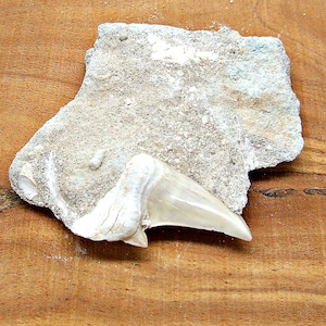 Fossil Shark Tooth in Sandstone Matrix XL Authentic Piece From a ...