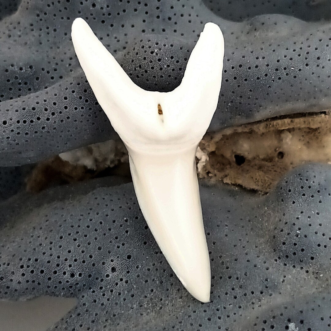 XXL Shark Tooth 2-1/8-inches-55mm Length Real Sharks Teeth Specimens - Etsy