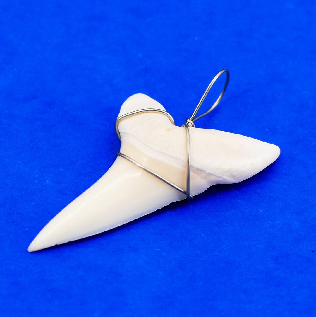 XL Shark Tooth Wired Pendant 1-5/8 Inches (42mm) Wire Wrapped Sharks ...