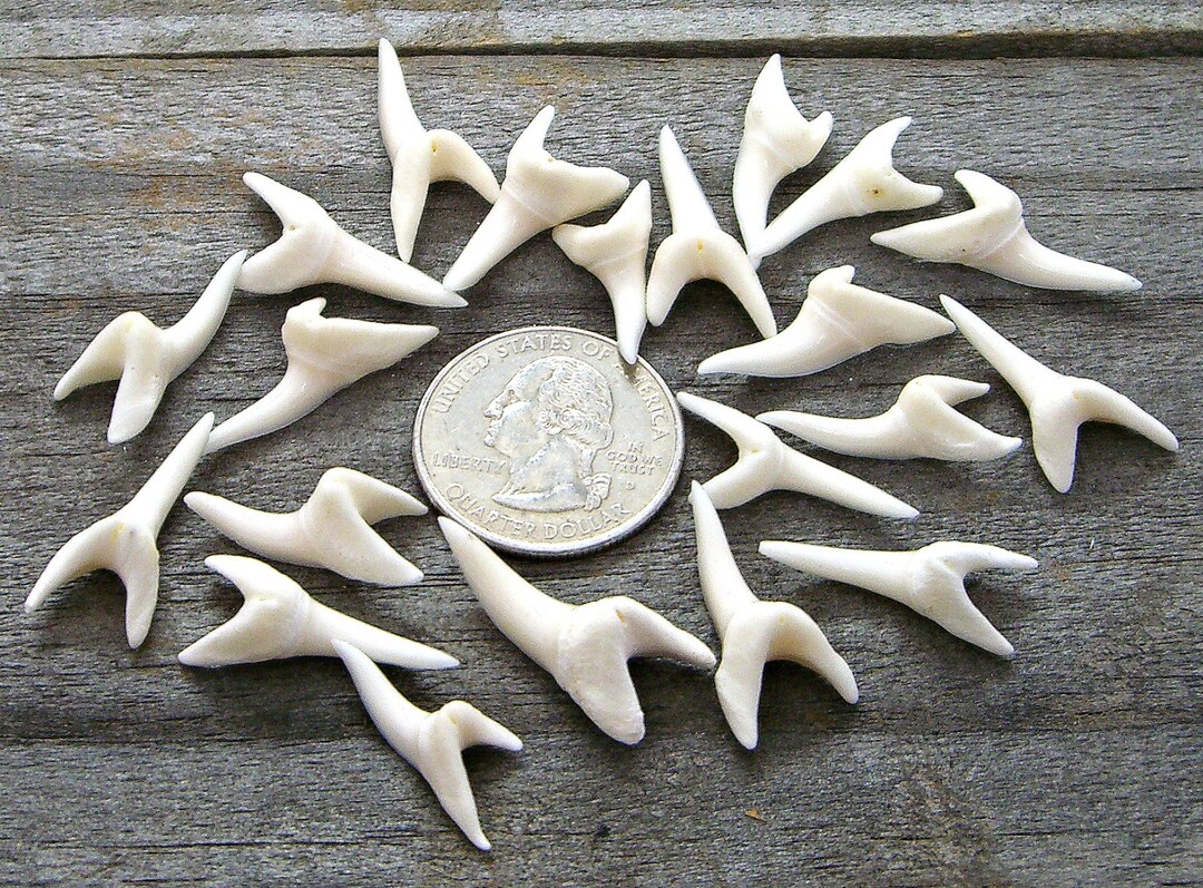 20 Pcs LG Sharks Teeth, 1-inch Lengths, Real Shark Tooth, Jewelry ...