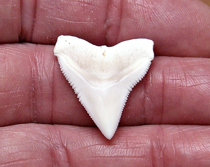 XL White BULL Shark Tooth 1-1/8 Inch (29mm) Upper Jaw Sharks Teeth - Etsy