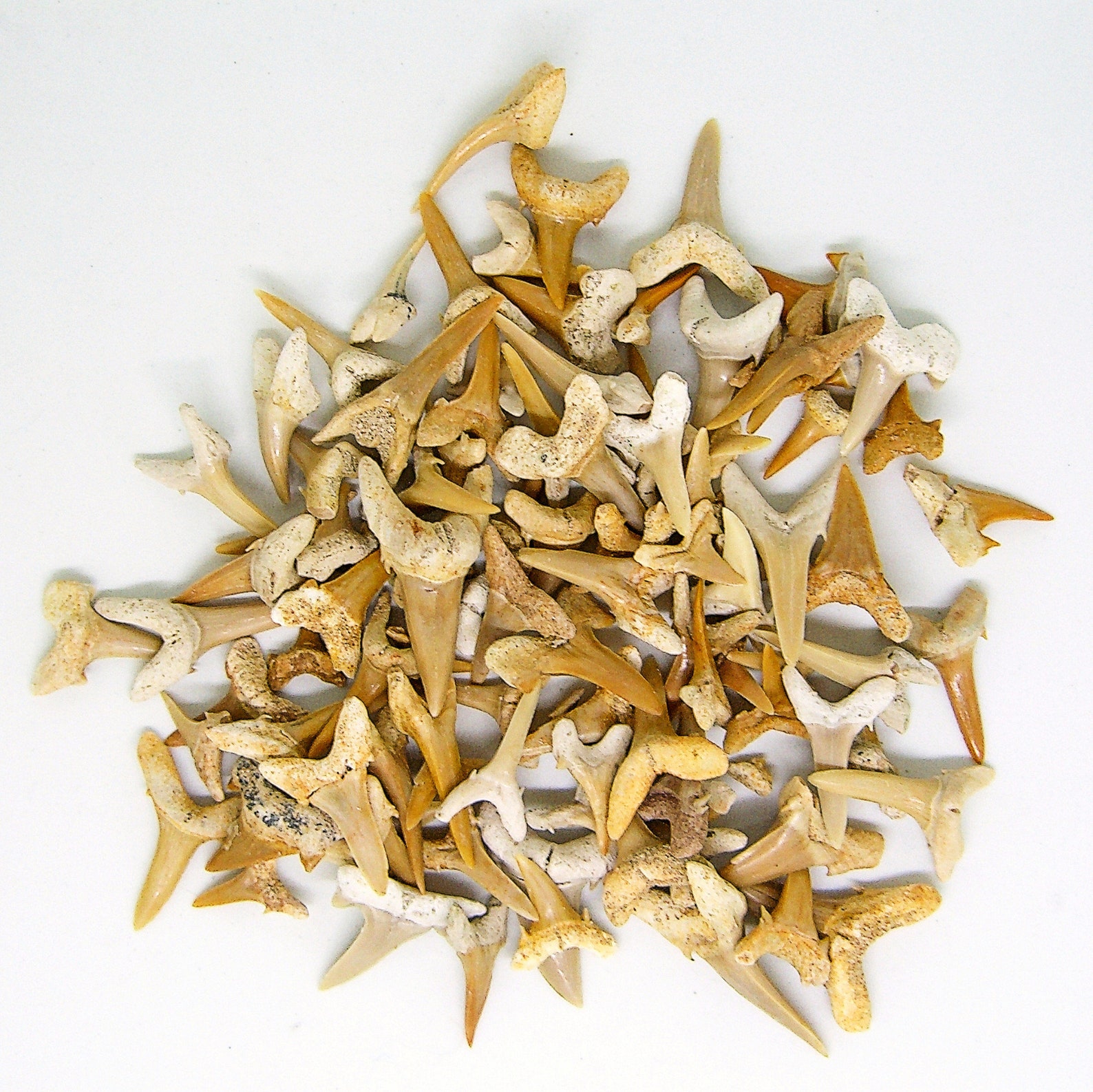 100 Extinct Sand Tiger FOSSIL SHARKS Teeth 1-1/4 Inches to 1/2 - Etsy