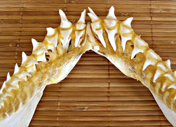 Mako Shark Teeth 59 Mako Shark Teeth Stock Photos, High Res Pictures,