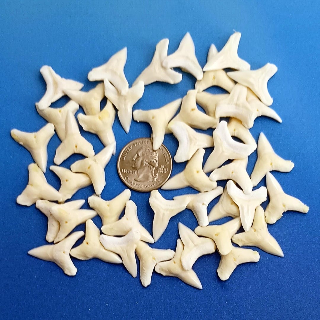 Sharks Tooth 7/8-15/16-1 Inch (23-24-25mm) LOWER JAW Shark Tooth From a ...