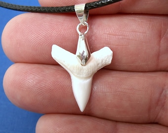 Shark Tooth Necklace Shark Tooth Jewelry Genuine Shark - Etsy
