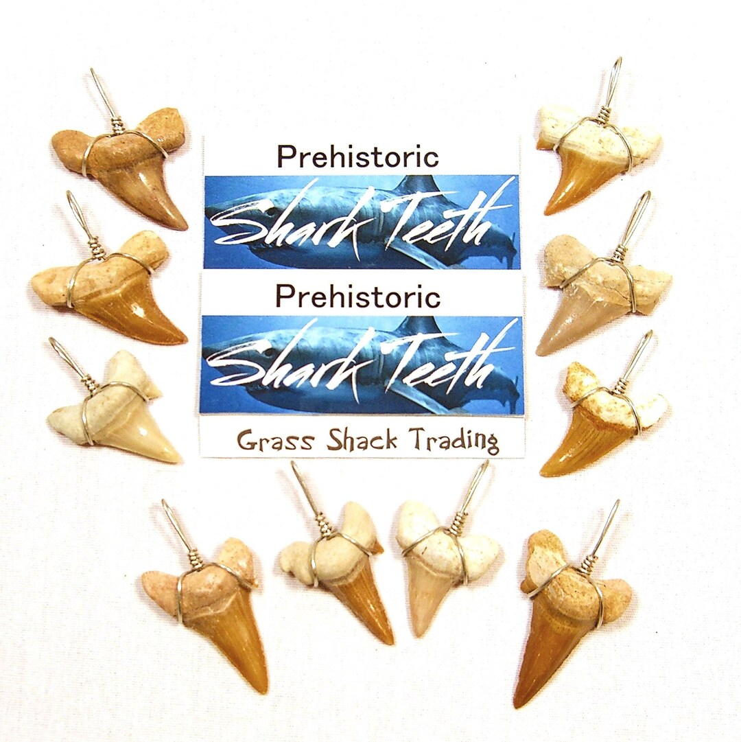 500 Pieces XLG Wire Wrapped Sharks Teeth Wired Fossil Shark Tooth DYI ...