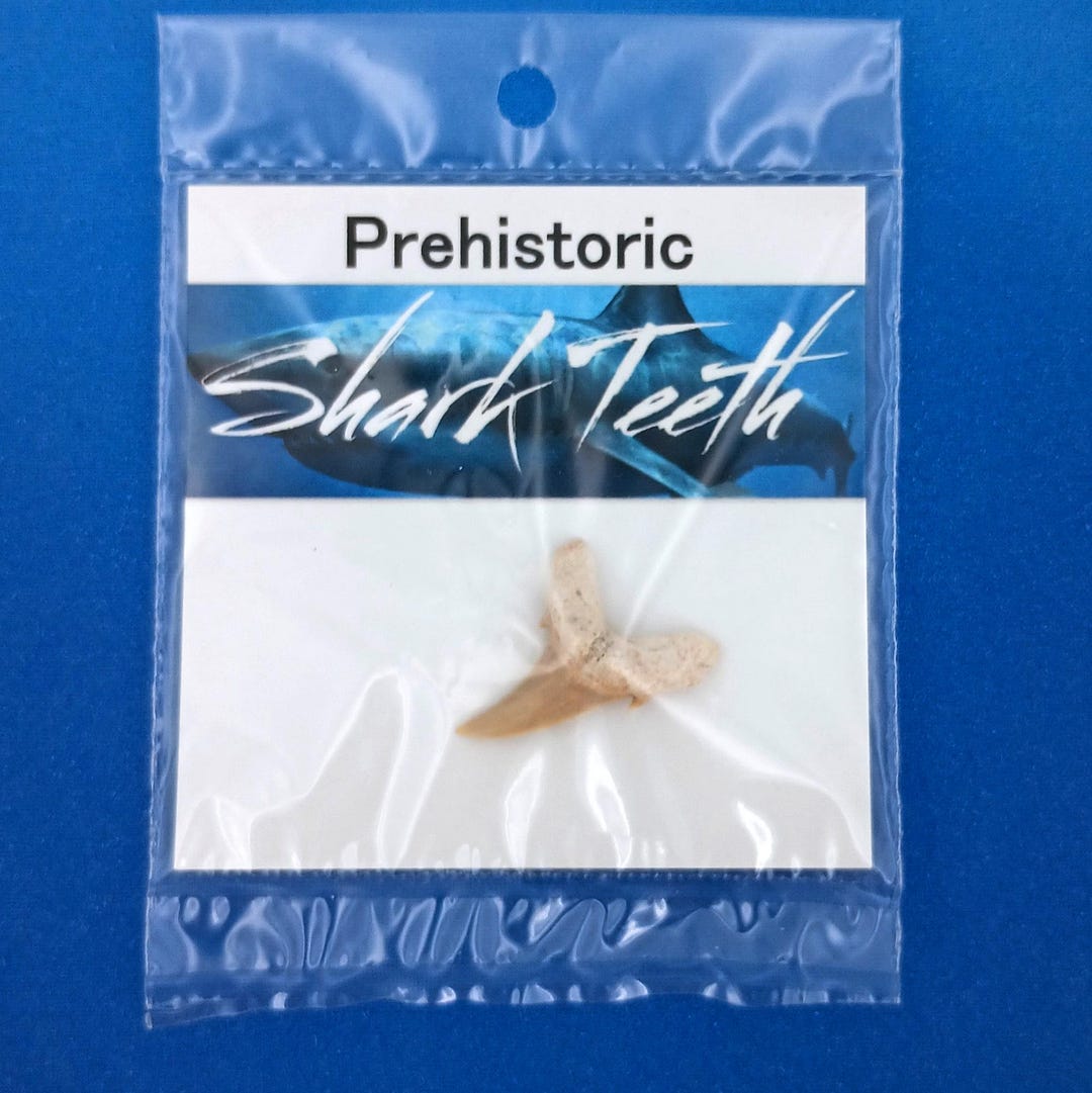 12 Packs Fossil Shark Tooth Sand Tiger Medium Size Wholesale Sharks ...