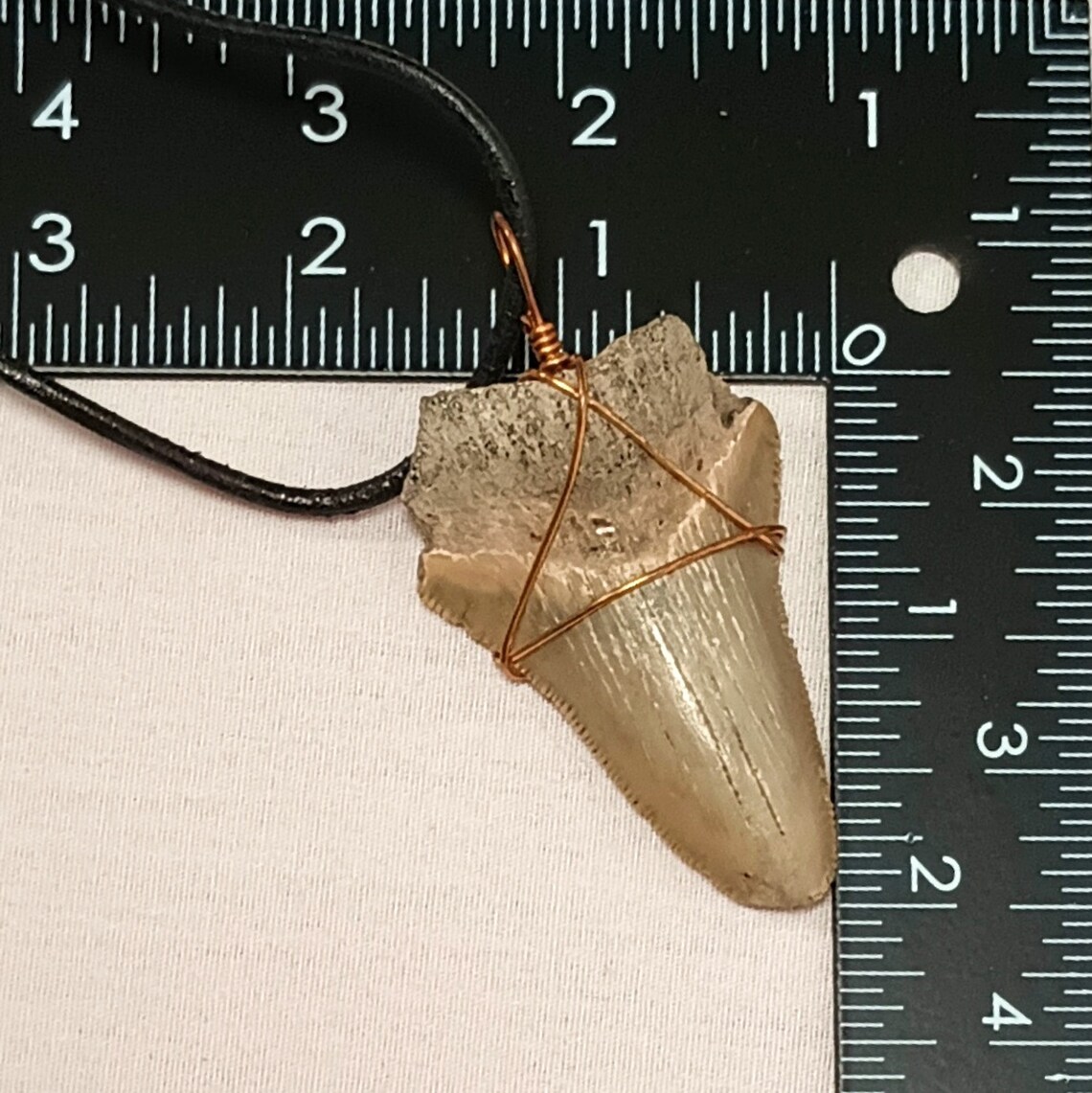 Fossil Shark Tooth Necklace 2-inches 51mm Extinct Megalodon Sharks ...