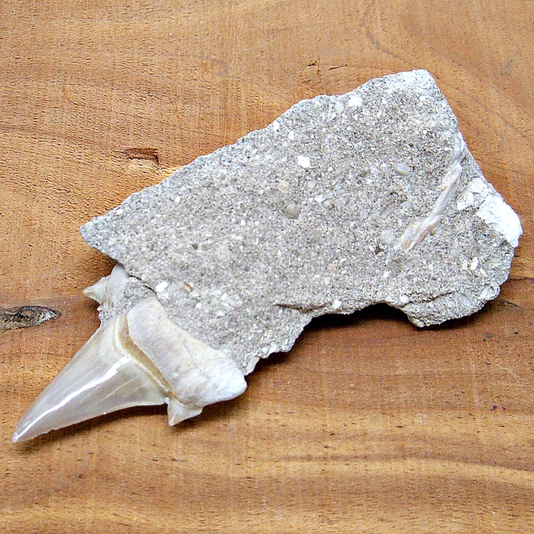 Fossil Shark Tooth in Sandstone Matrix XL Authentic Piece From a ...