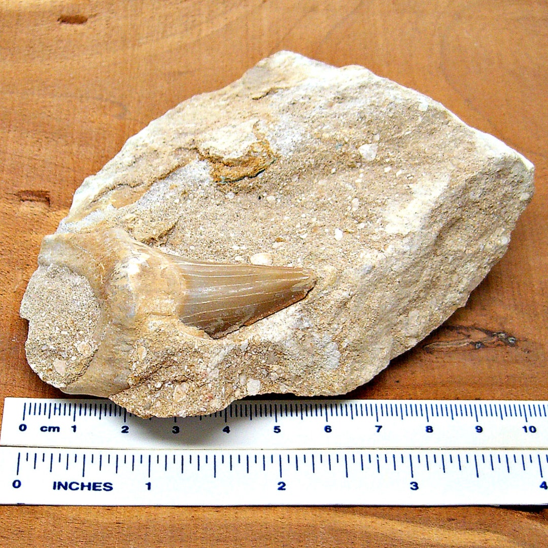 Fossil Shark Tooth in Sandstone Matrix XL Authentic Piece From a ...