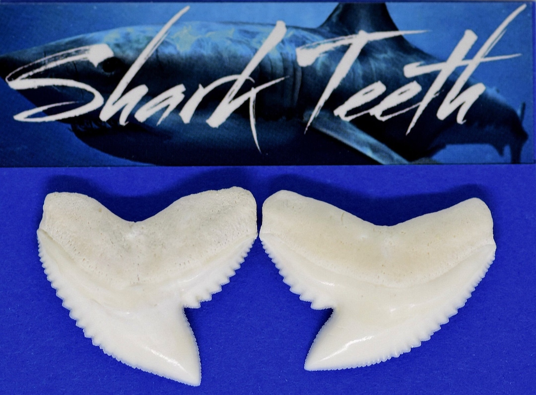 2 XL Sharks Teeth Shark Tooth 1-3/16 Inch, 30mm - Etsy