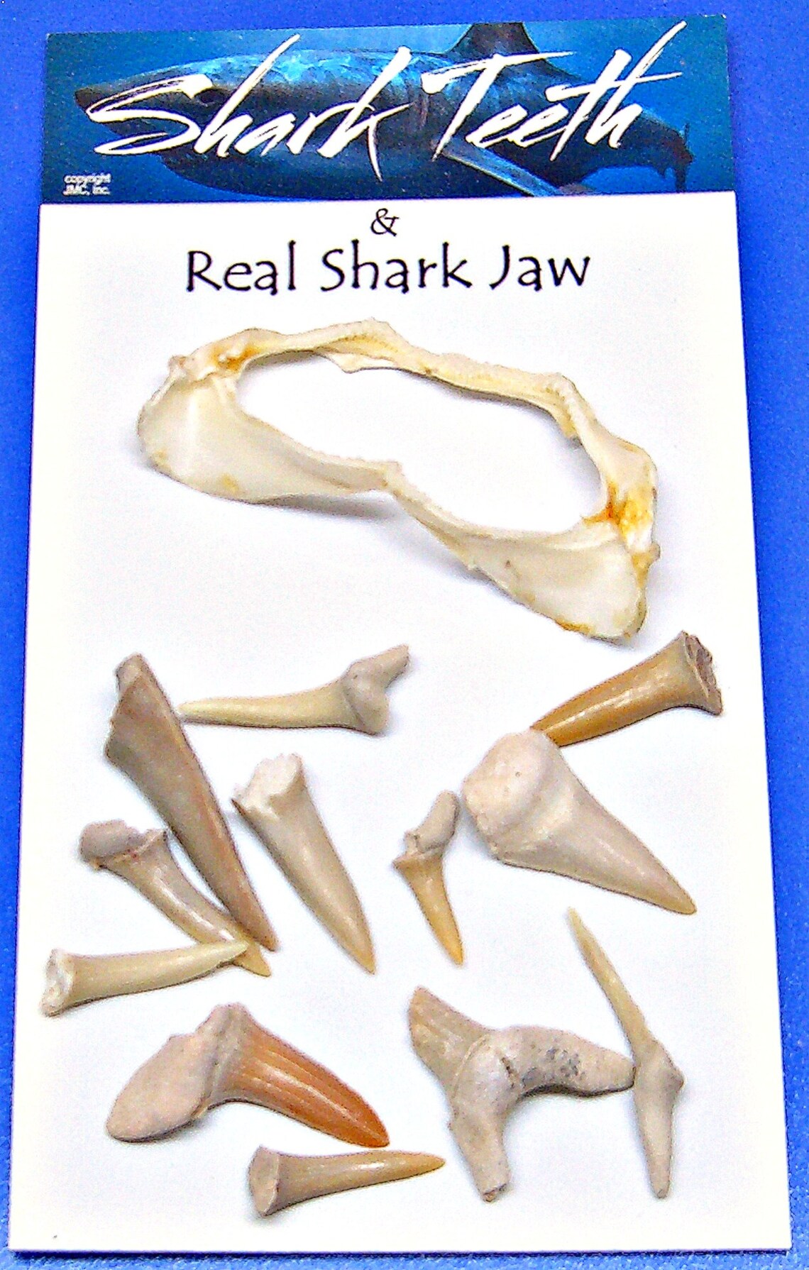 Shark Jaw and Teeth Pack Educational Fossil Sharks Teeth Real Shark Jaw ...
