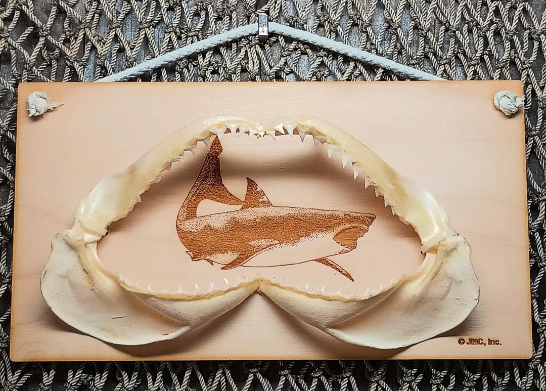 Real BULL SHARK JAW on a Large Laser Engraved 11x6 Inch Wood Plaque ...