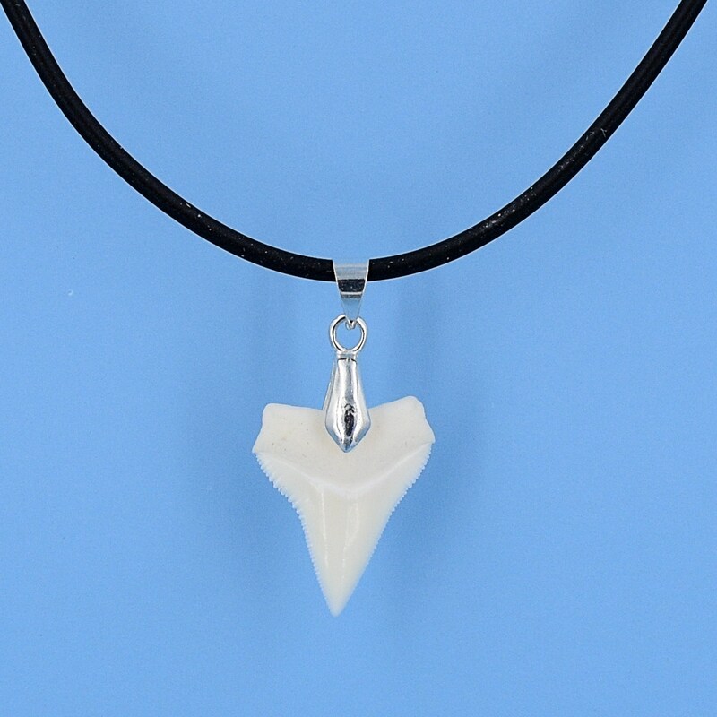 Shark Tooth Necklace - Etsy