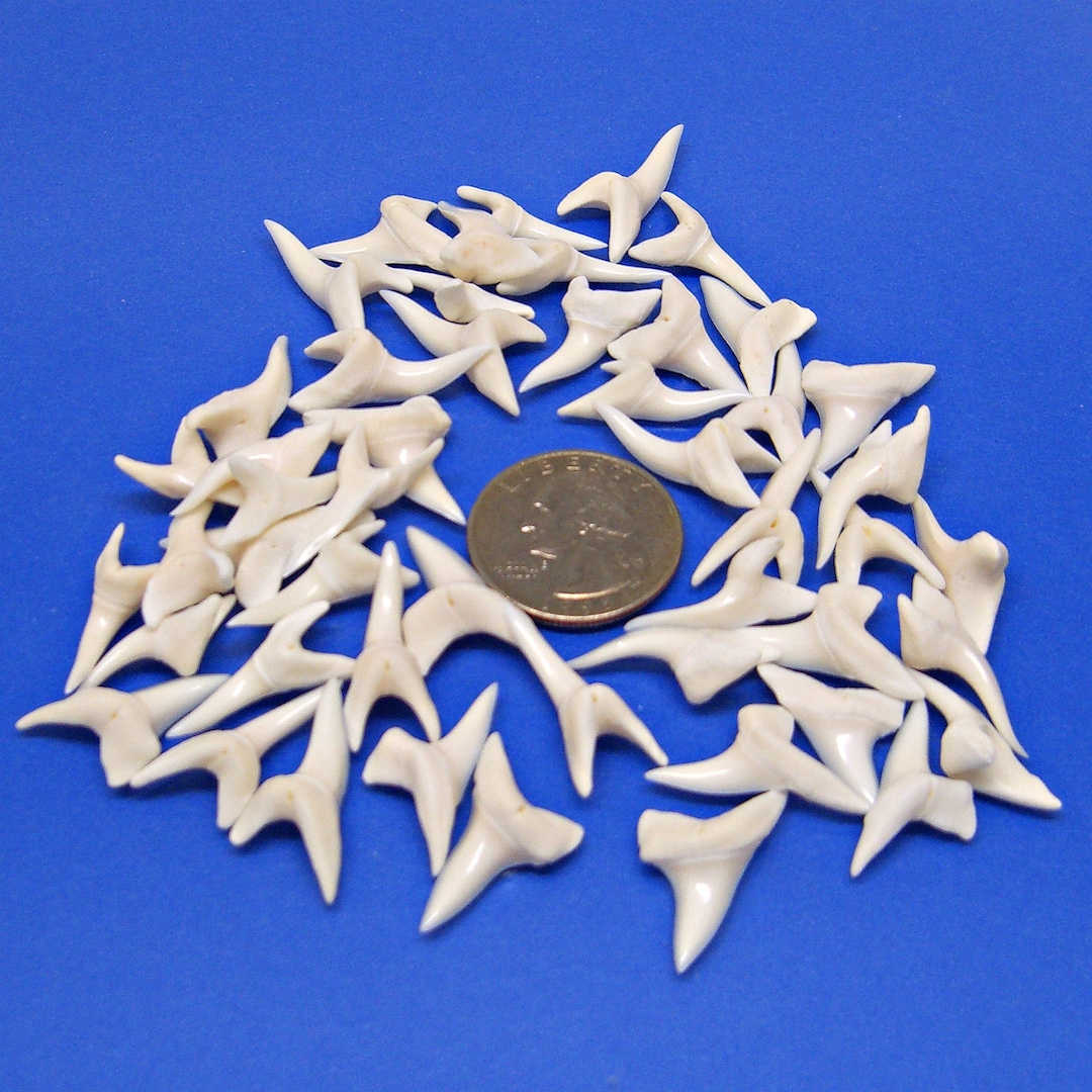 Large Sharks Teeth, 1 Inch Length, 12 or 25 Piece Lots, New Real Shark ...