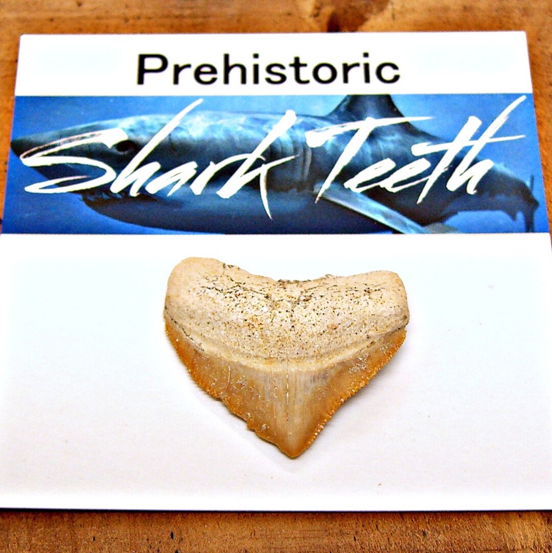 XL Crow Shark Tooth Fossil Sharks Teeth Size is 1-3/16 Inch (29mm) 105 ...