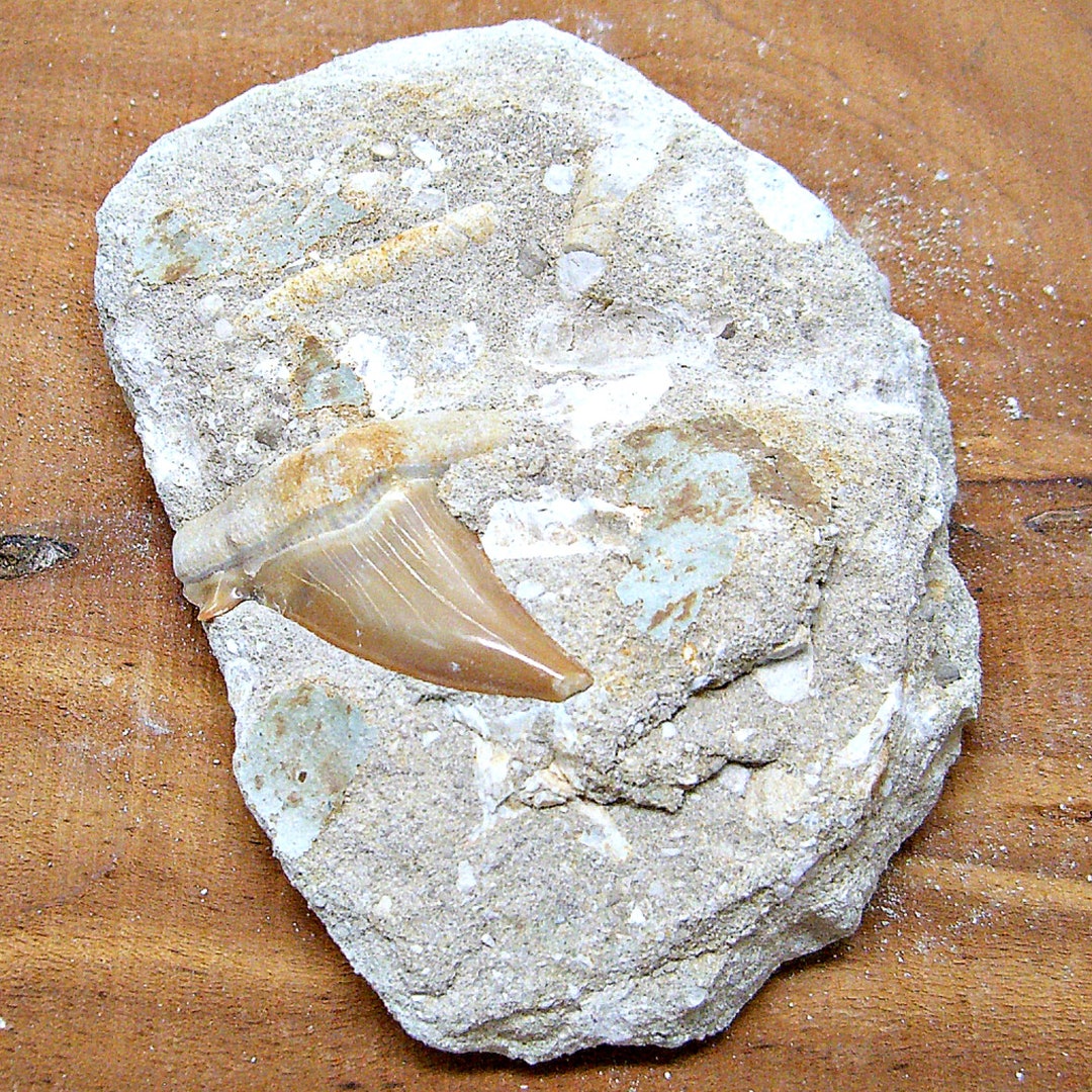 Fossiele haaientand in zandsteenmatrix XL Authentiek stuk van een ...