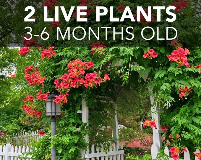 TWO 2 Red Trumpet Creeper Vine Plants Campsis Radicans LIVE PLANTS ...